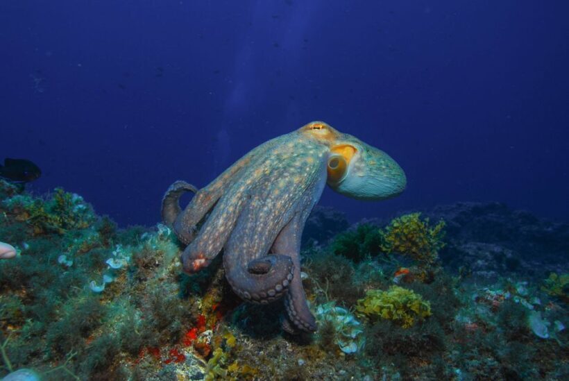 Santa Cruz de Tenerife: PADI Introductory Dive - An Introduction to the Experience