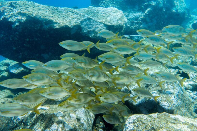 Santa Cruz de Tenerife: PADI Introductory Dive - Price and Value