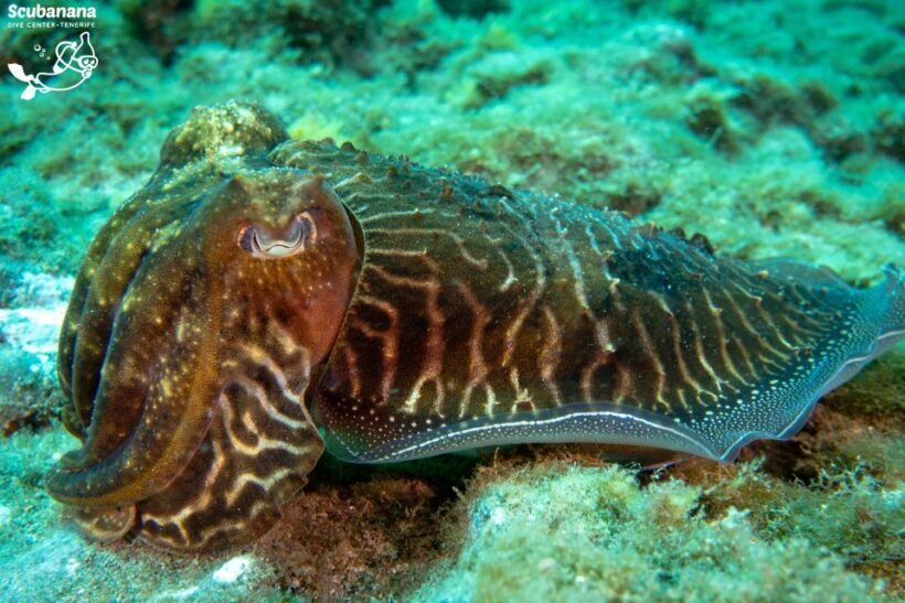 Santa Cruz de Tenerife: PADI Introductory Dive - Who This Tour Is Best For