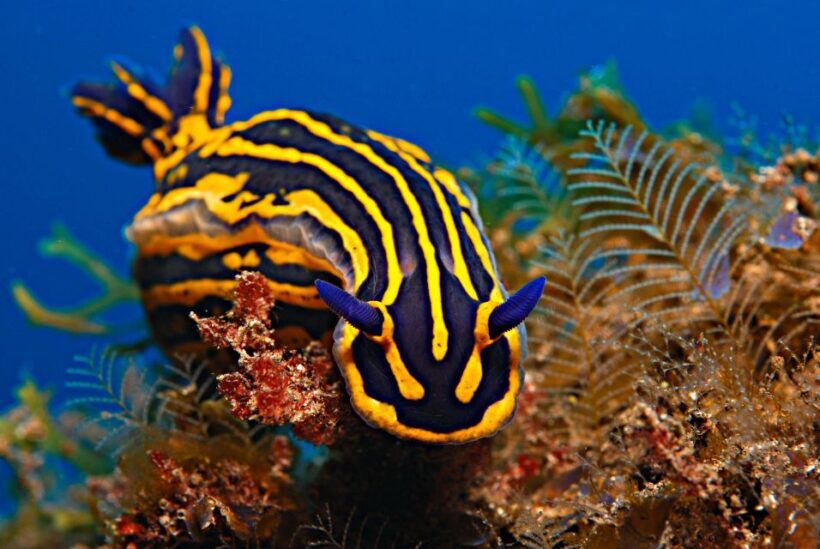 Santa Cruz de Tenerife: PADI Introductory Dive - Practical Details and Tips