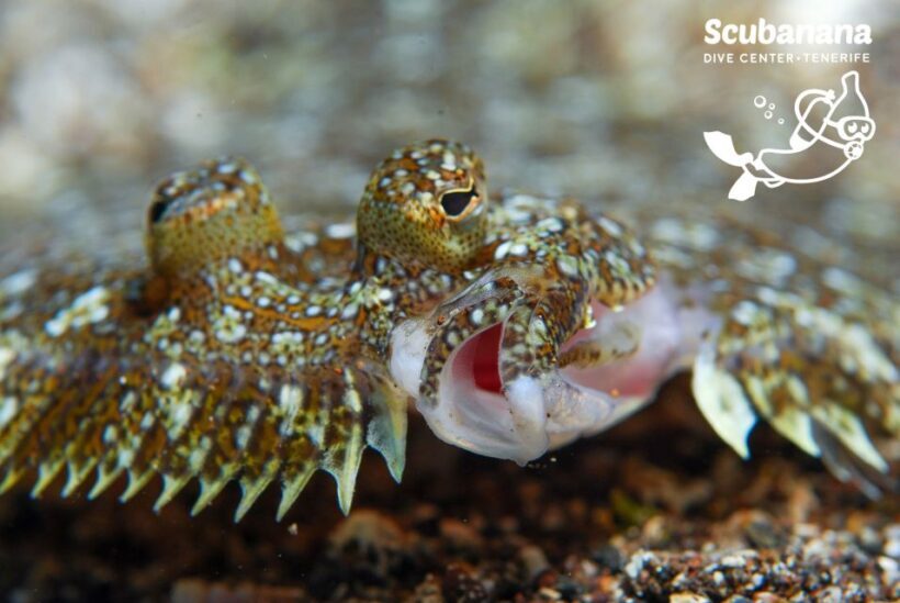 Santa Cruz de Tenerife: PADI Introductory Dive - The Sum Up