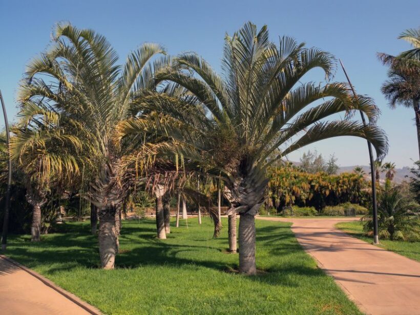 Santa Cruz de Tenerife Palmetum Entry Ticket - Frequently Asked Questions