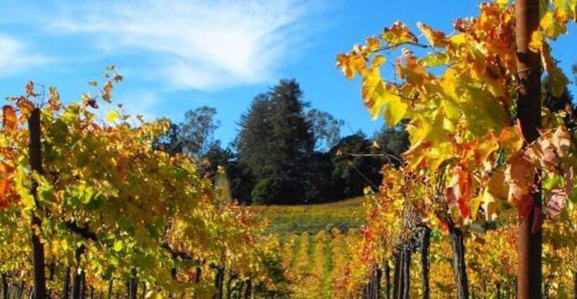 Santa Cruz: Private Custom Wine Tour with Hotel Pickup - FAQ