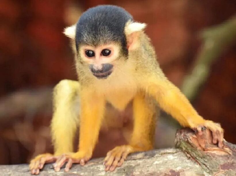 Santa Cruz: Wildlife Sanctuary and Preservation Park Tour - Key Points