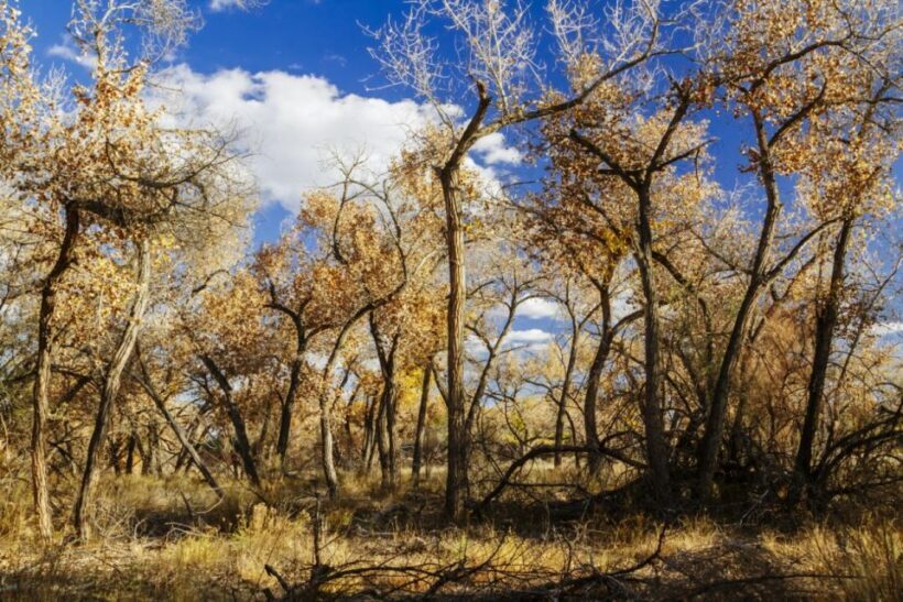 Santa Fe E-bike Adventure Private Half-Day Tour - Who Should Consider This Tour?