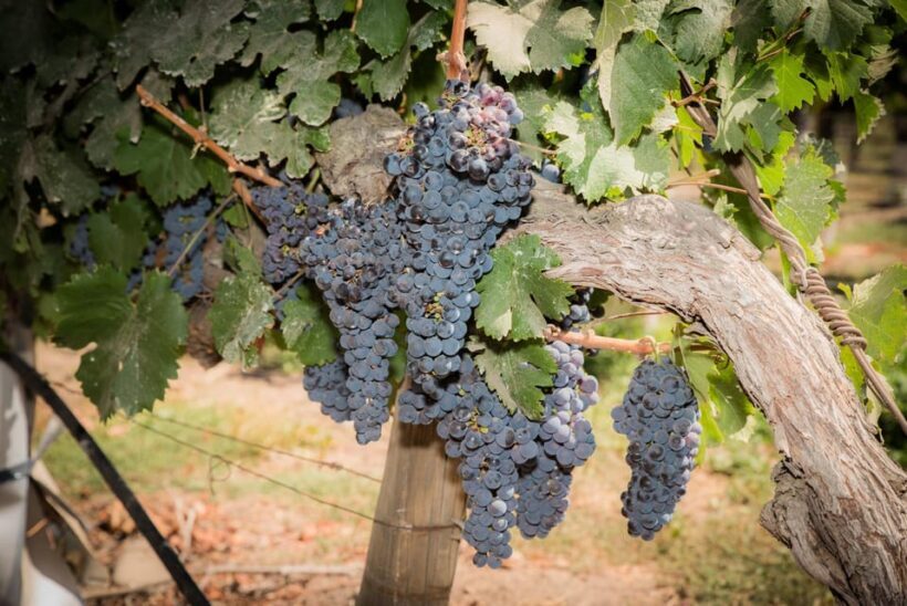 Santa Rita: Tour + Premium Wine Tasting + Private Transport - Key Points