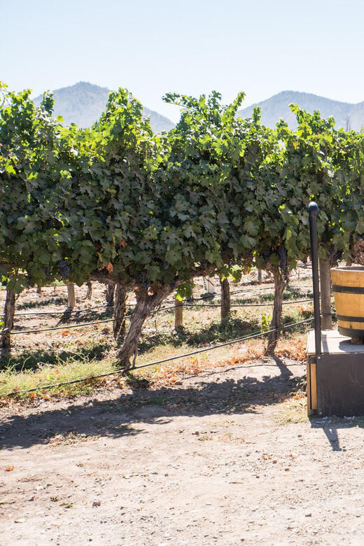 Santa Rita: Tour + Premium Wine Tasting + Private Transport - An In-Depth Look at the Santa Rita Tour Experience