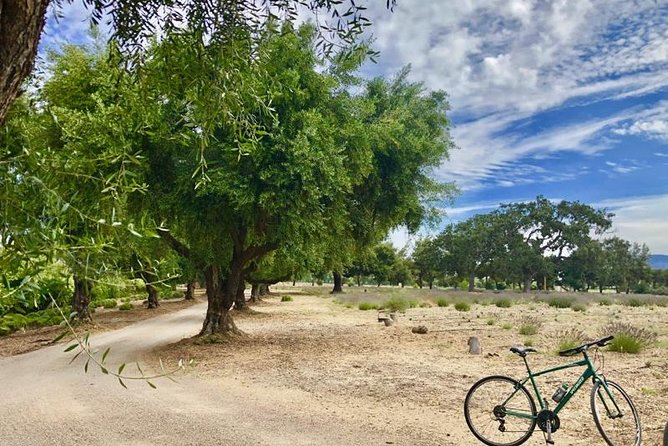 Santa Ynez Valley Biking and Wine Tasting Tour - Wine Tastings and Olive Oil Tasting