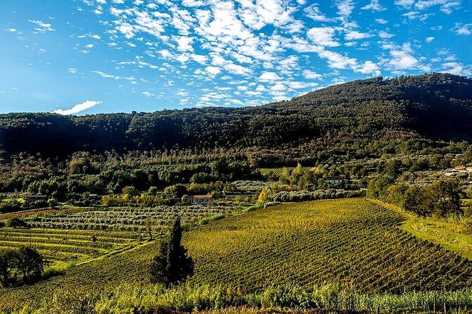 Sant'Agata de' Goti wine tasting and cooking class experience - Introduction: A Taste of Campania’s Hidden Gem