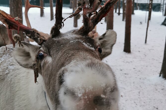 Santas Reindeer & Husky Safari + Santas Pets + Aurora Hunt! - Activities Included