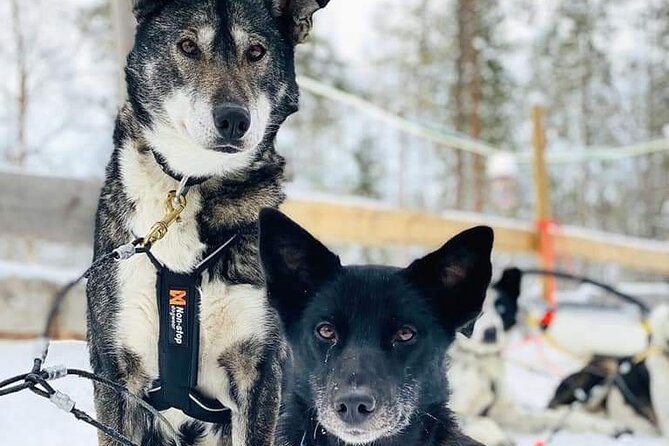 Santas Reindeer & Husky Safari + Santas Pets + Aurora Hunt! - Booking Details