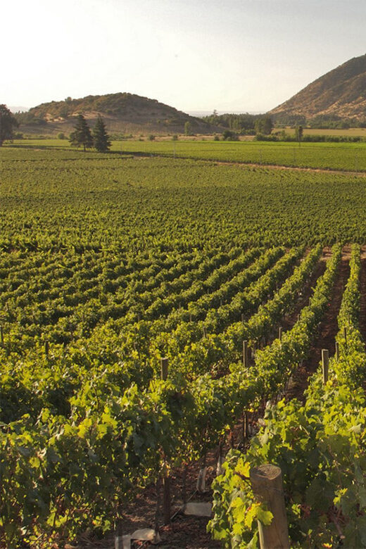 Santiago: Concha y Toro and Undurraga Vineyards Tour - An In-Depth Look at the Winery Visits