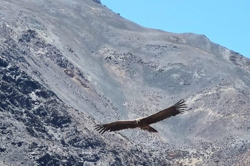 Santiago: Inca Lagoon Tour with Local Vineyard and Tasting - Key Points