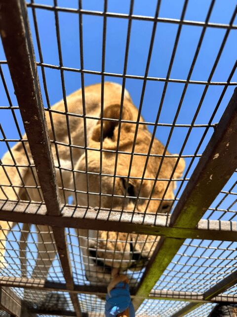 Santiago: Safari Rancagua Tour - The Sum Up