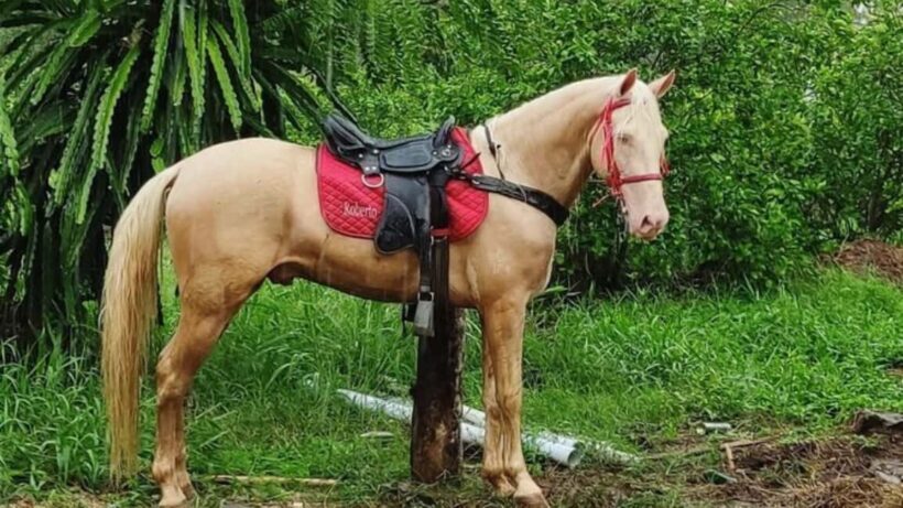 Santo Domingo: Horseback Riding - Round Trip Transportation - What to Bring and What to Know