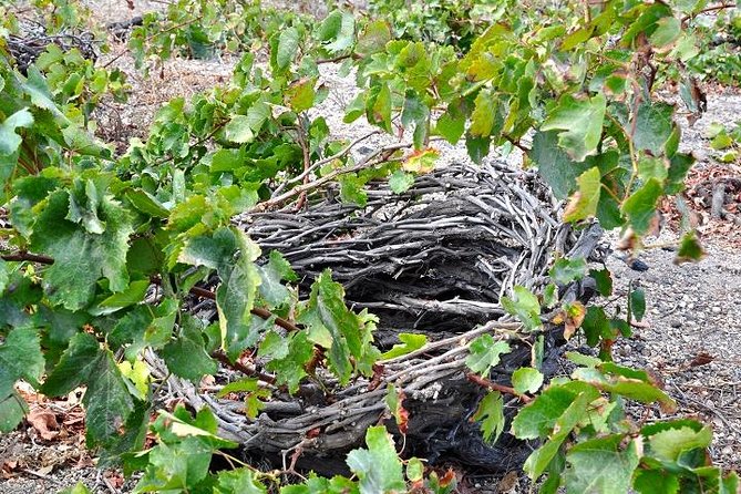 Santorini: 4hrs Small Group Wine Tasting and History Tour - What to Expect From the Wine Tastings