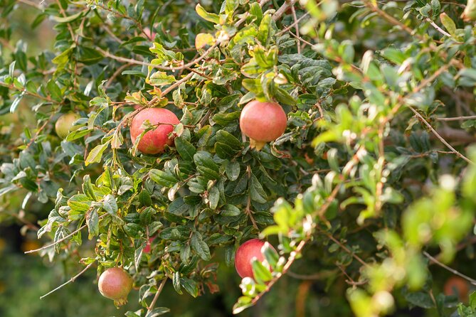 Santorini 5 Hour Private Oia Tour & Lunch/Dinner at a Local Farm - Sample Menu