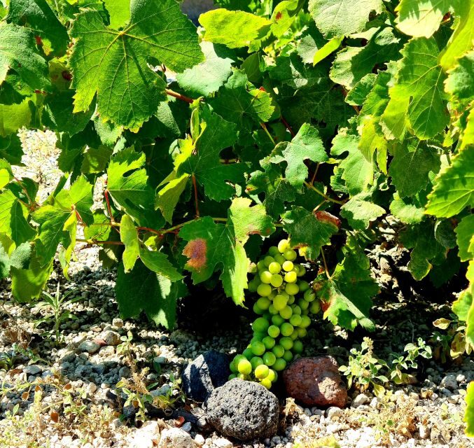 Santorini: Authentic Private Wine Tasting Tour - FAQ