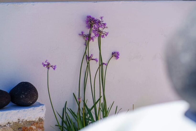 Santorini: Customized Private Guided Tour in a Mercedes EQB - FAQ