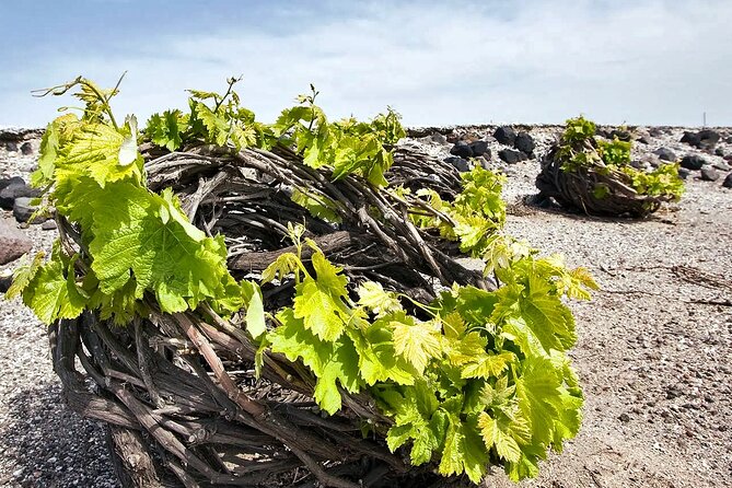 Santorini Local Hangouts: Insiders 5-hour Private Tour - Authentic Experiences and Insights From Past Travelers