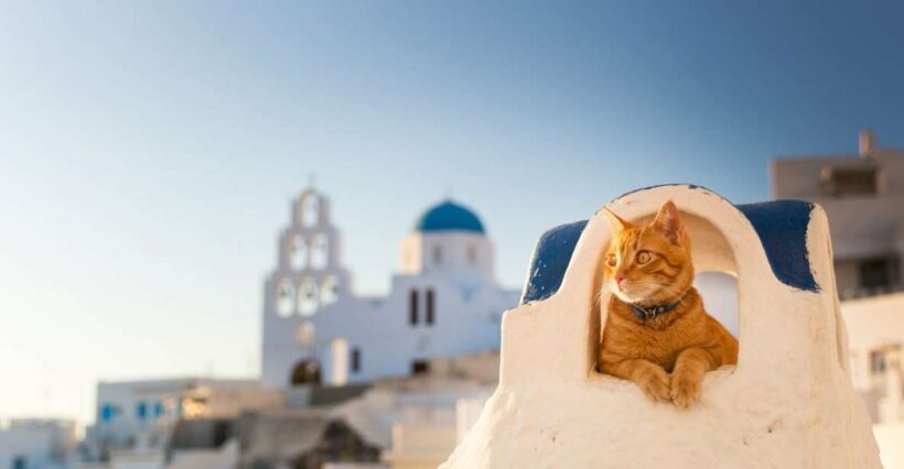 Santorini: Private 4-Hour Chauffeur Service - Price and Value