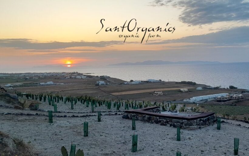 Santorini: Private Agri-Educational Visit to an Organic Farm - Who Should Book This Tour?