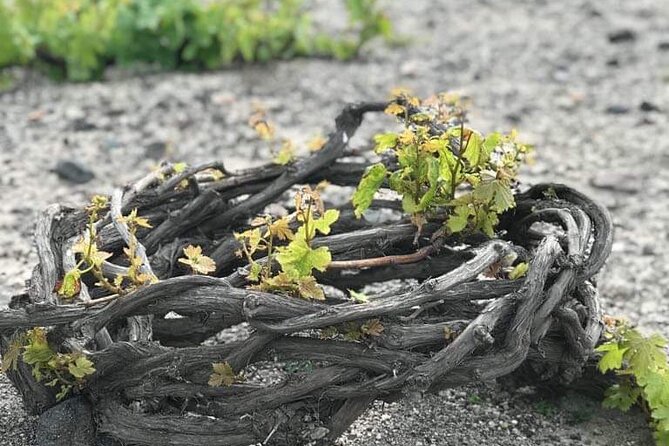 Santorini Private Wine Tasting Experience - Visiting Santorinis Renowned Wineries