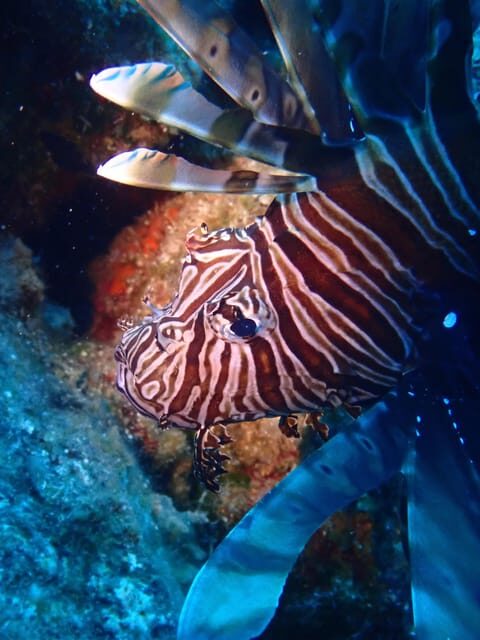 Santorini: Scuba Diving - What’s Included and What’s Not