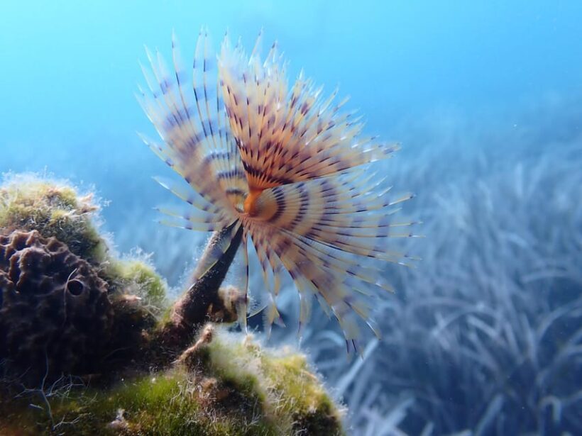 Santorini: Scuba Diving - Authentic Feedback from Participants