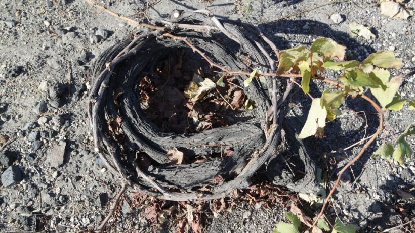 Santorini: Small Group Tour of 3 Local Wineries - The Sum Up