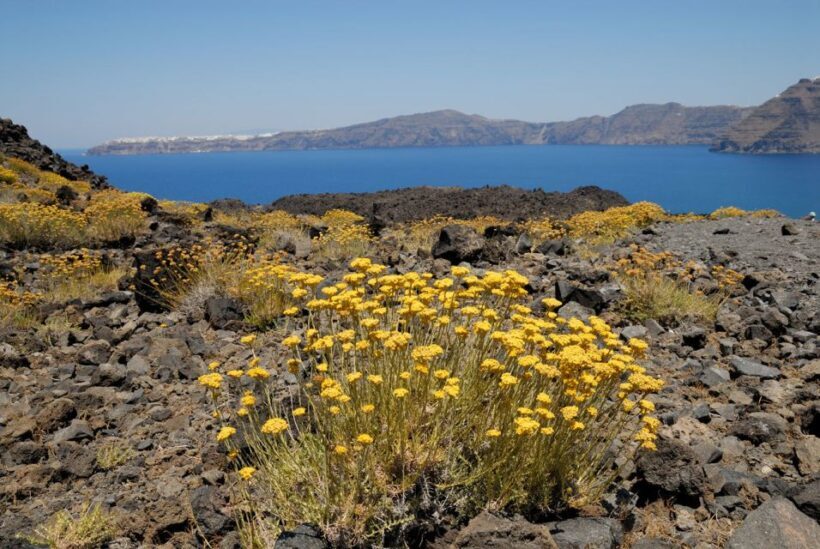 Santorini: Thirassia Islands and Volcano Guided Cruise - The Sum Up