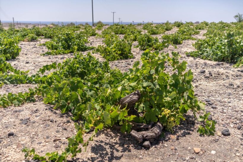 Santorini: Three Wineries and One Brewery Tour with Tastings - Who is This Tour Best For?
