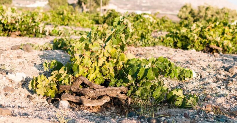 Santorini: Three Wineries and One Brewery Tour with Tastings - Final Thoughts