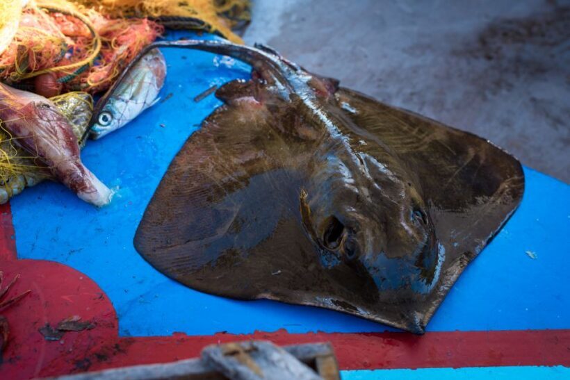 Santorini: Traditional Fishing Trip and Fresh Fish Lunch - Starting with Convenience: Pickup and Boarding