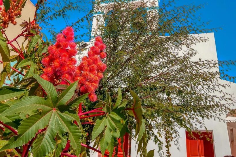 Santorini: Traditional Sightseeing Bus Tour with Oia Sunset - Who Will Love This Tour?