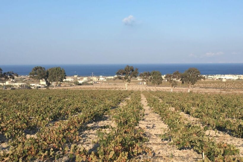 Santorini: Vegan Wine Tasting Private Tour - Practical Details and Value