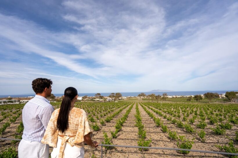 Santorini: Wine O' Clock - Wine Tasting Private Tour - The Reviews and What Travelers Say