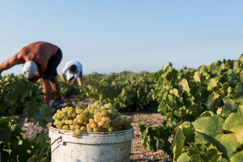 Santorini Wine Roads: Tour of 3 Wineries with a Sommelier - The Experience You’ll Love
