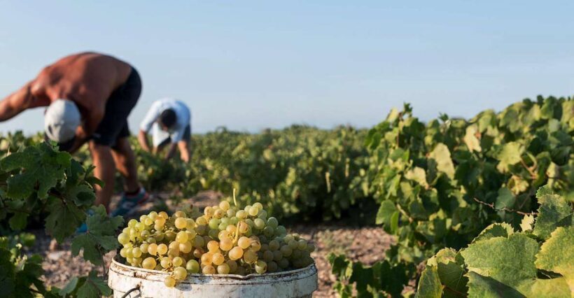 Santorini Wine Roads: Tour of 3 Wineries with a Sommelier - Frequently Asked Questions