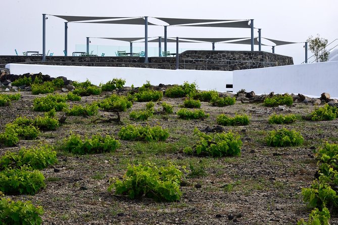Santorini Wine Tasting and Sunset Getaway Small Group Tour - Frequently Asked Questions