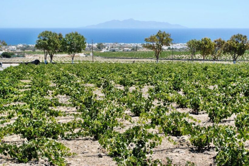 Santorini: Wine Tasting Tour & Sunset Viewing - An In-Depth Look at the Experience