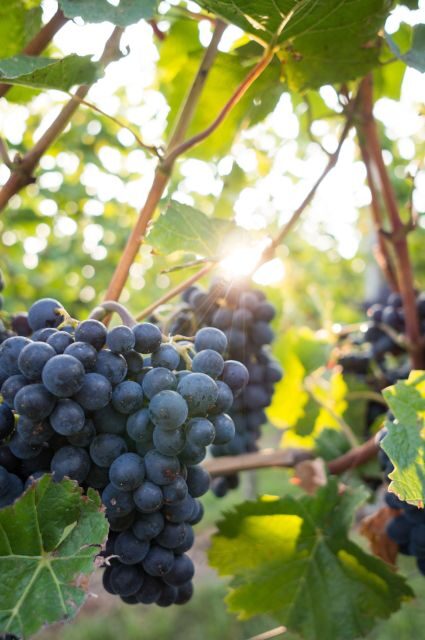 Santorini: Wine Tasting Tour with 12 Tastings and Snacks - Who Will Love This Experience?