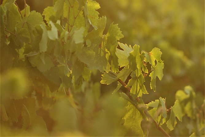 Santorini Wine Tour With 10 Wine Tastings and Oia Sunset - Traveler Reviews and Feedback