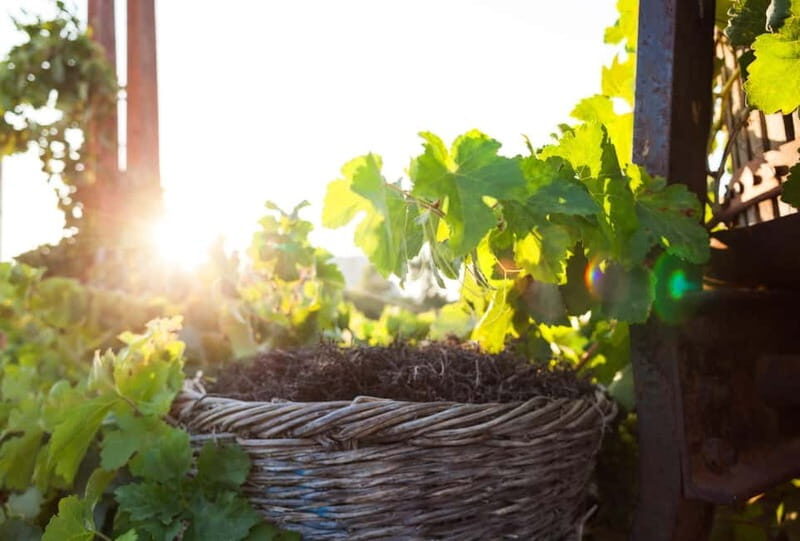 Santorini's "Wine Roads": Wine Tasting Tour at 3 Wineries - Key Points