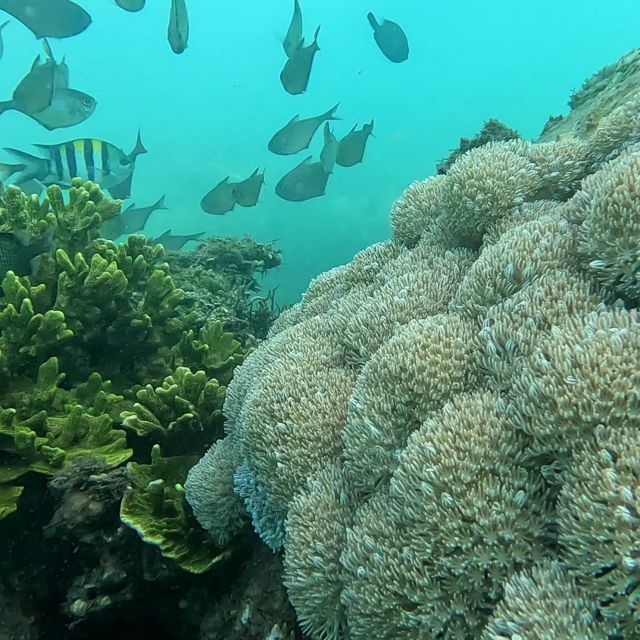 Sanur: Coastal Area Snorkeling Session - Key Points