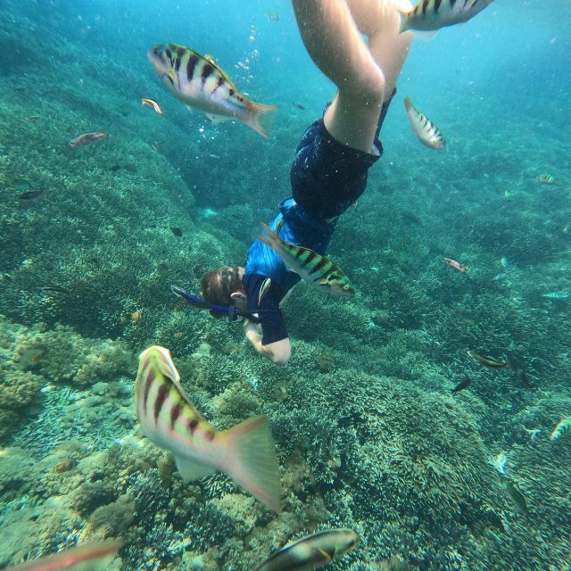 Sanur: Coastal Area Snorkeling Session - The Experience in Review: Authentic Perspectives