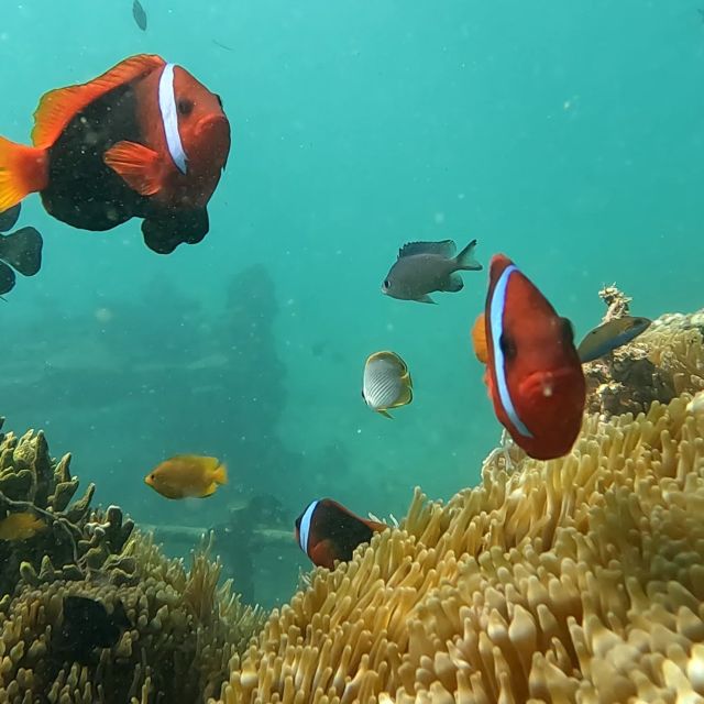 Sanur: Coastal Area Snorkeling Session - Considering the Downsides