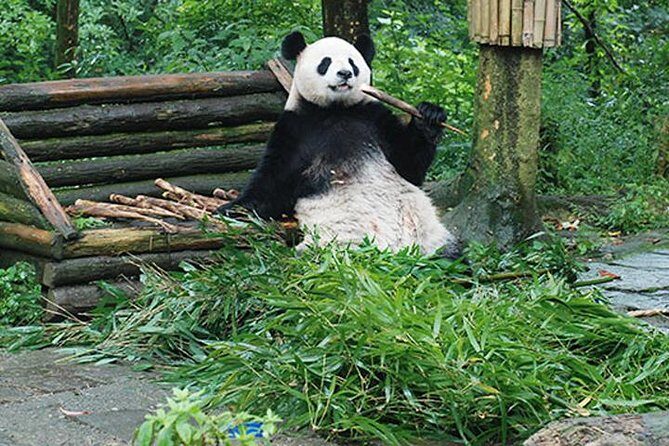 Sanxingdui Ruins and Giant Pandas Private Day Tour from Chengdu - Why This Tour Offers Good Value