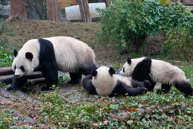 Sanxingdui Ruins and Giant Pandas Private Day Tour from Chengdu - The Sum Up