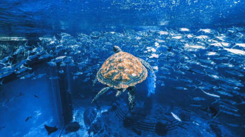 Sanya: Atlantis Lost Chambers Aquarium - Introduction